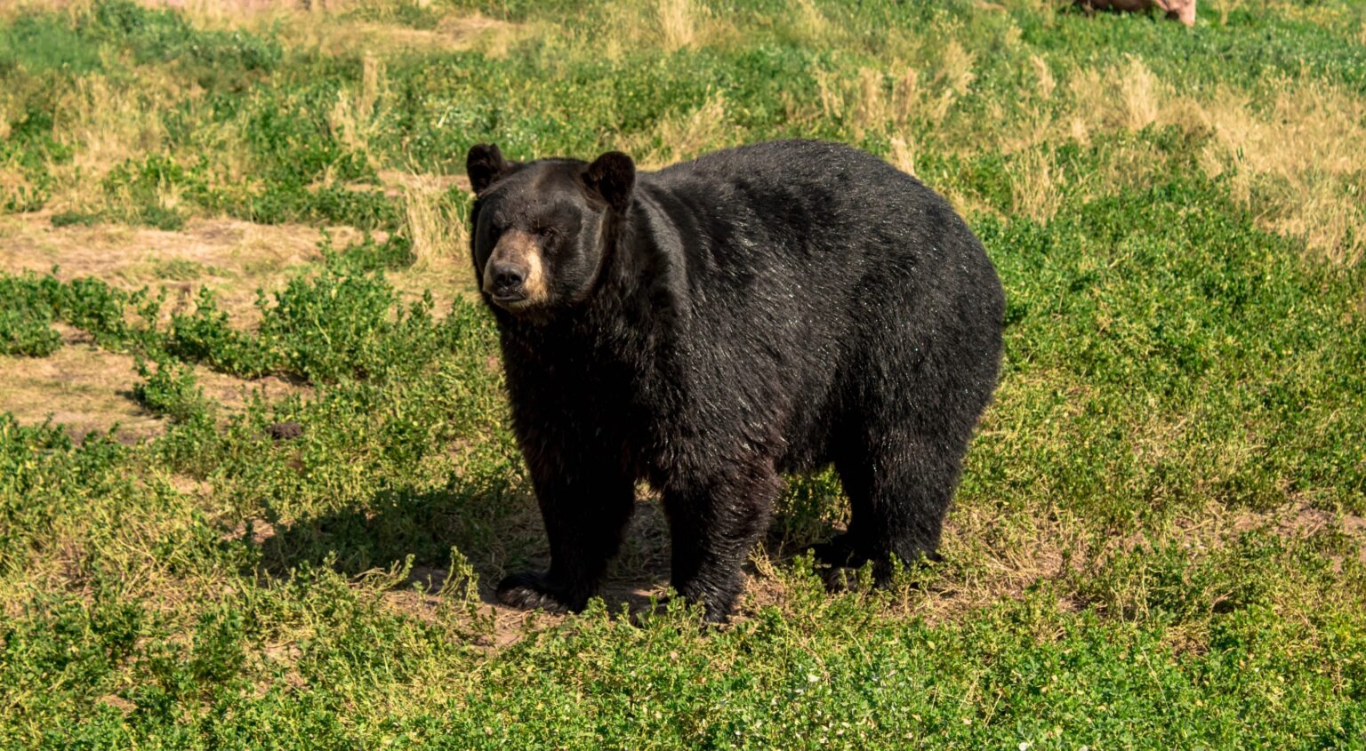 Florida Wildlife Officials Announce Bold New Strategy: Science-Free Conservation! - Marco Island ...