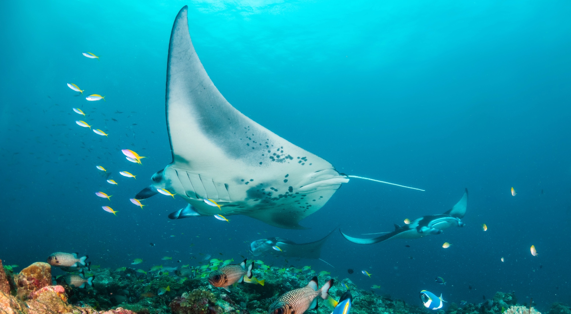 About Time: Florida Moves to End Capture of Endangered Marine Wildlife ...