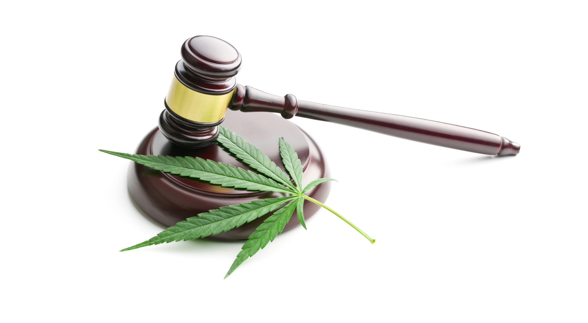 Florida vs. The Signatures: A Prestigious Ballet of Bureaucracy and Bud ...