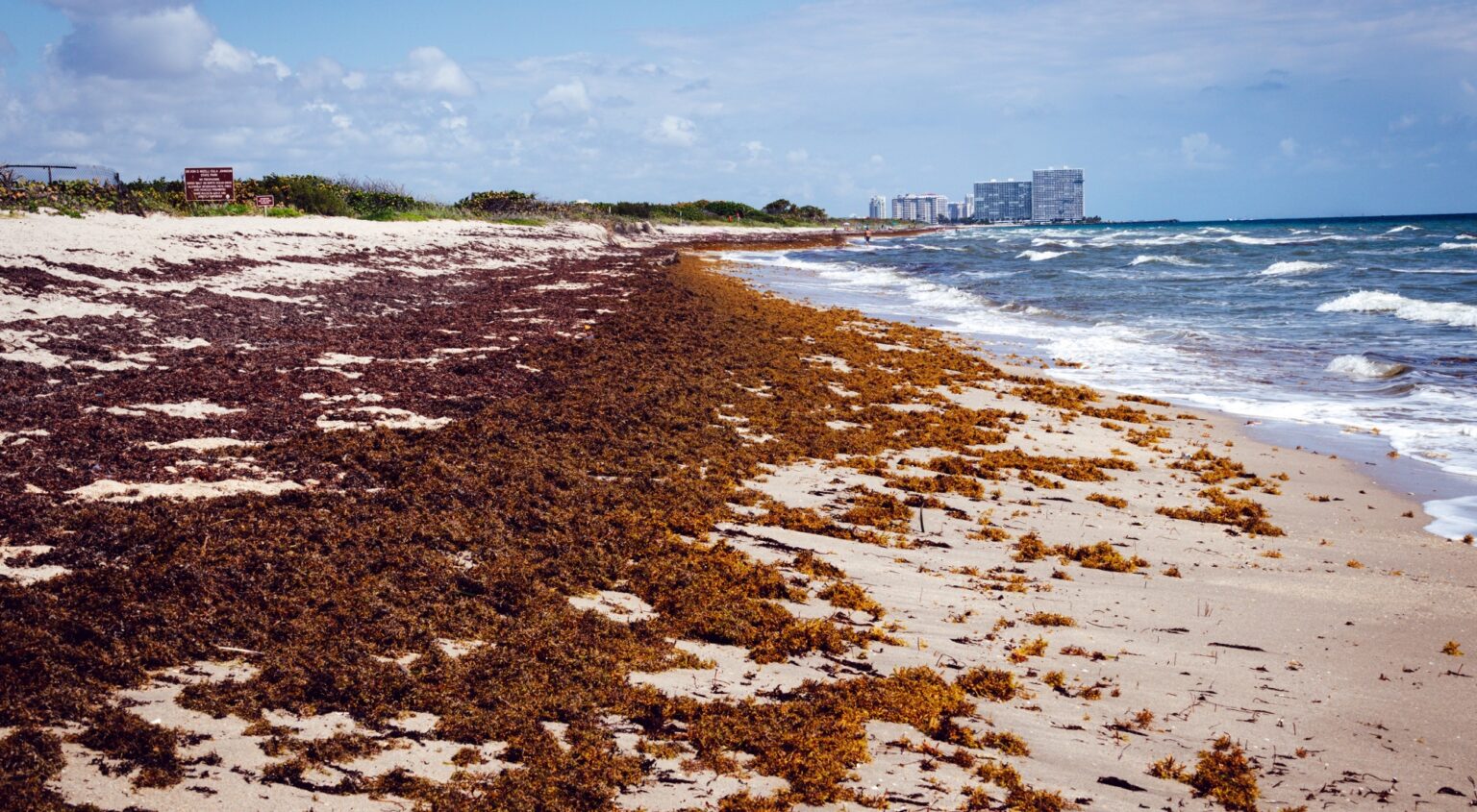 Marco Island Seaweed (Sargassum) Outlook - Marco Island and Naples News